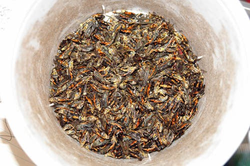 Squash Vine Borer Traps & Accessories – Land O’ Giants